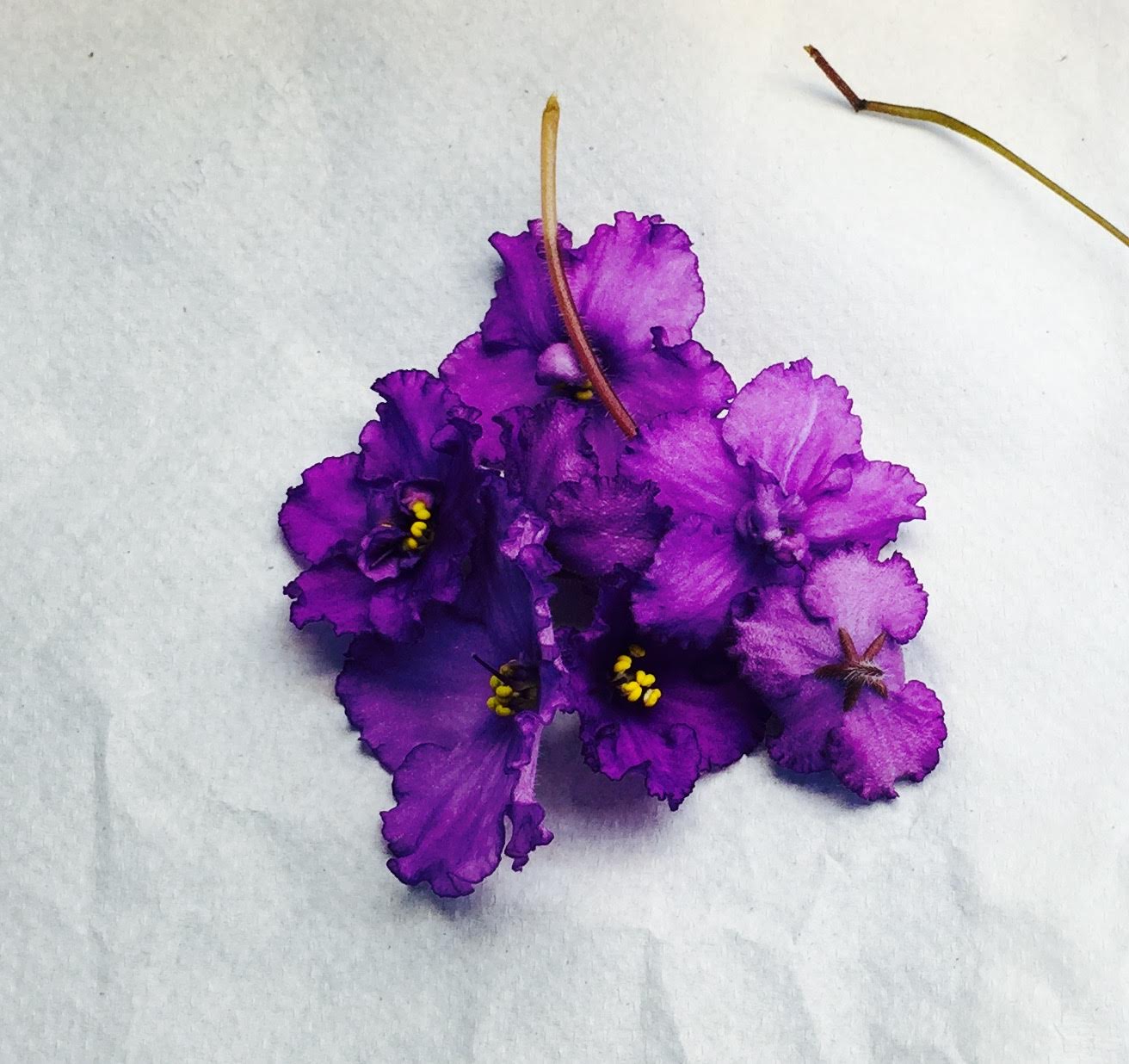 African Violet Pigment Identification – Martin Lab at UCI